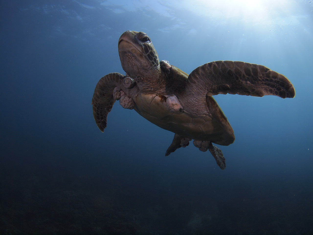 Paradise beneath the waves: Diving in Wakayama