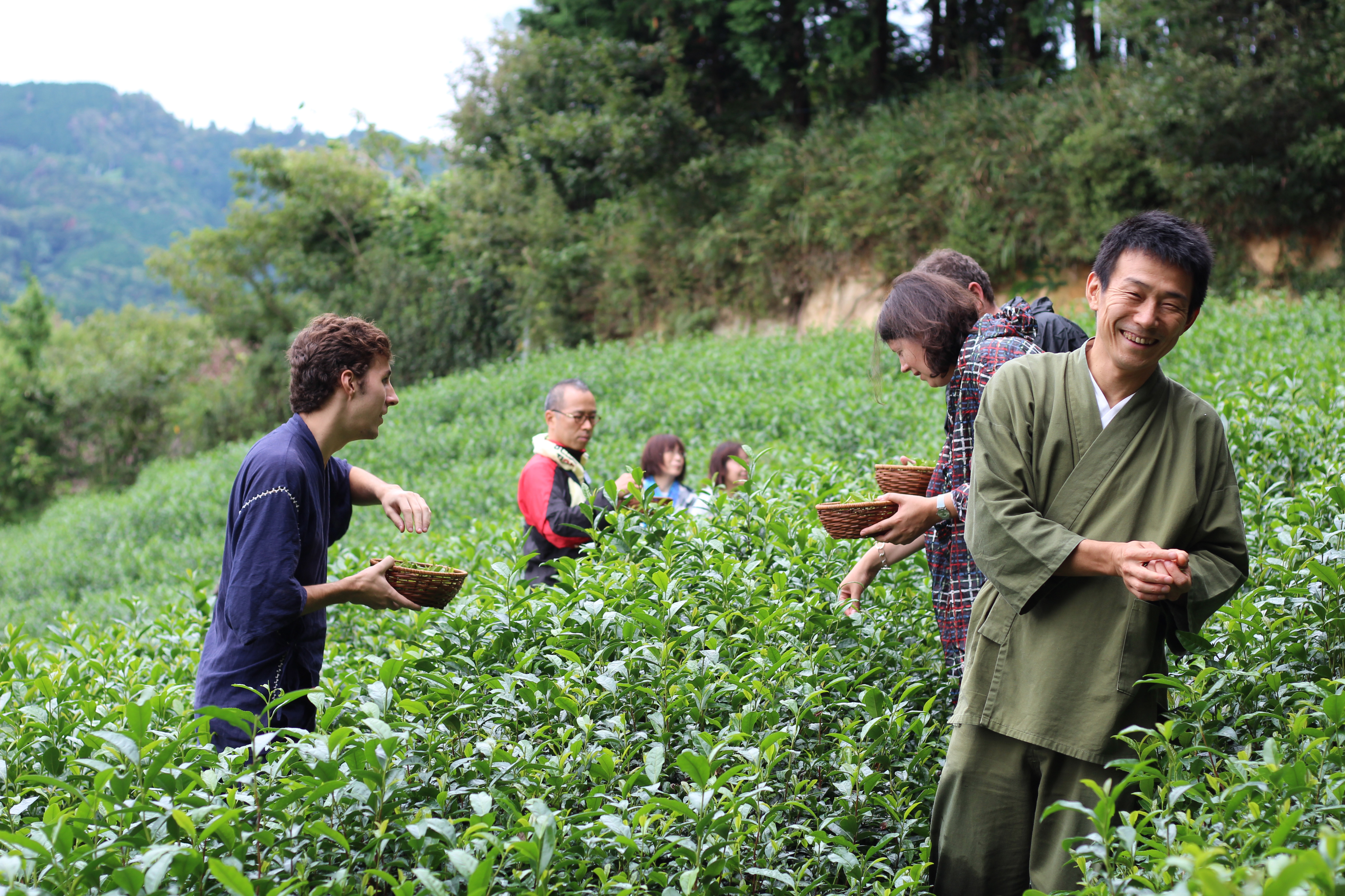 Uji’s Green Tea Heritage