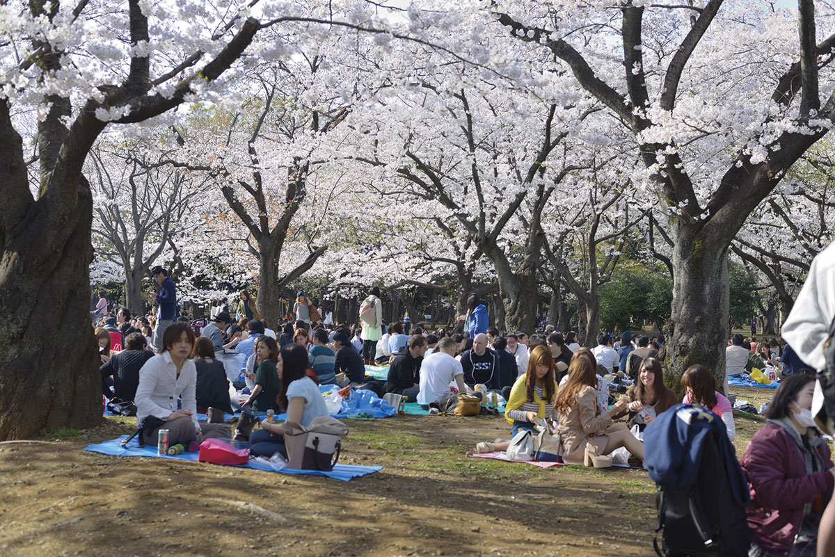 sakura-cherry-blossoms-hanami-picnic - Kansai Scene Magazine